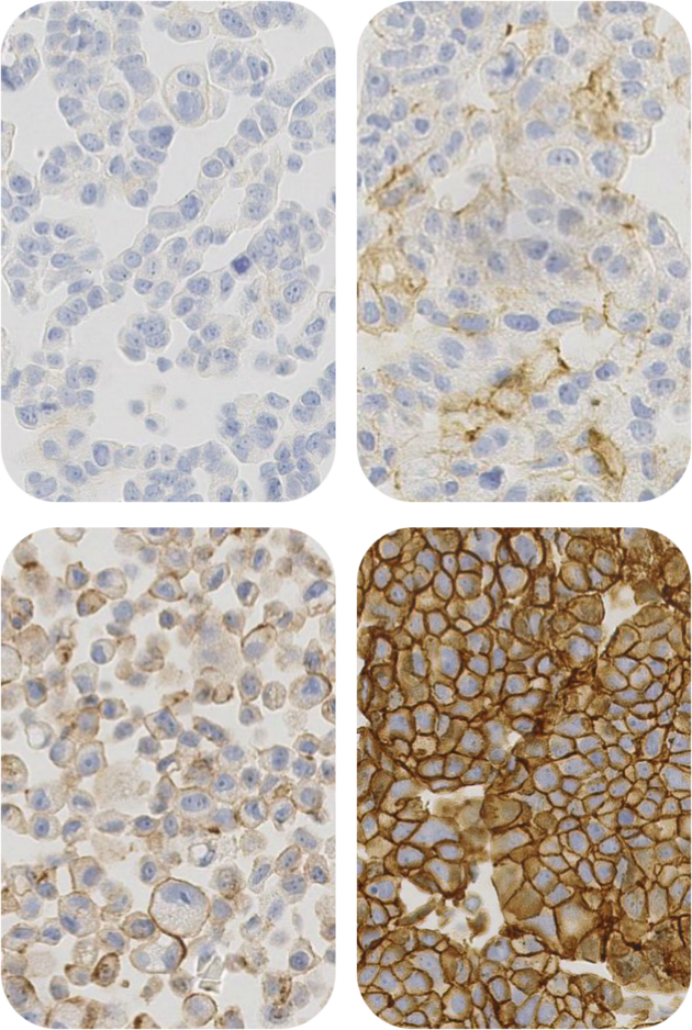 Dynamic Range Controls Archives - HistoCyte
