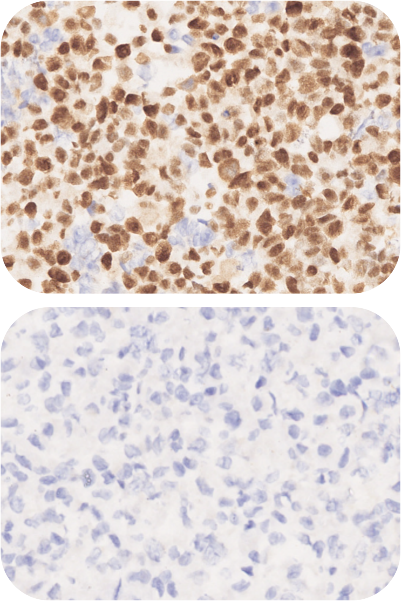 Standard Controls Archives - HistoCyte