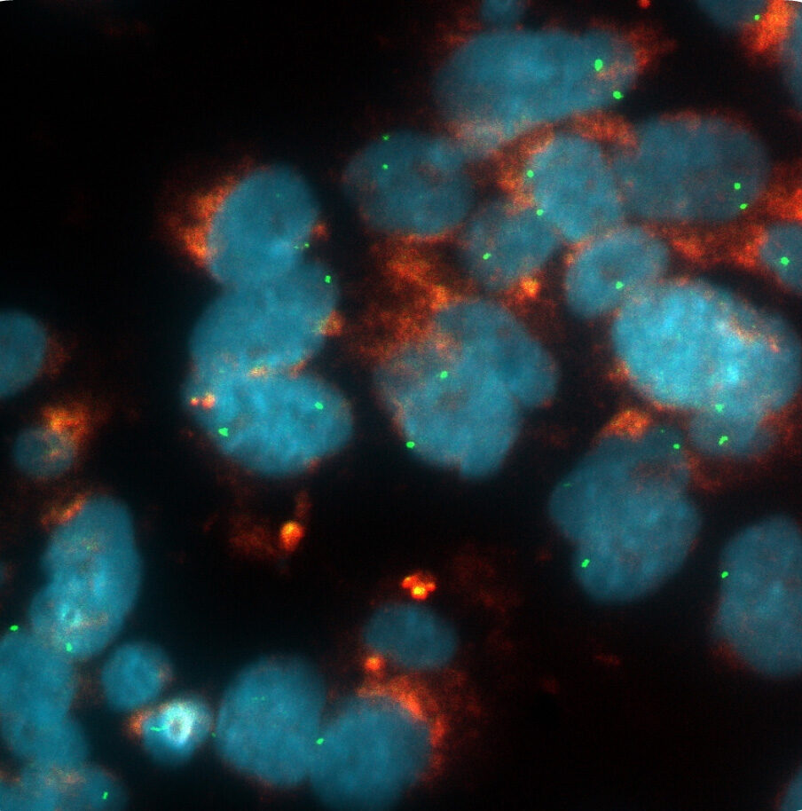 ROS1 Analyte ControlDR - HistoCyte